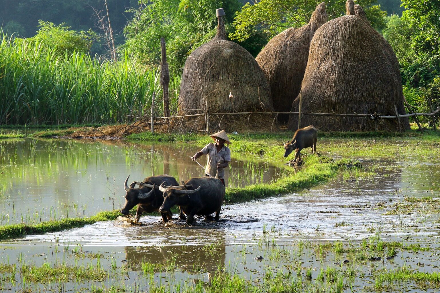 Water buffalo: Fascinating facts about the national animal of Vietnam ...
