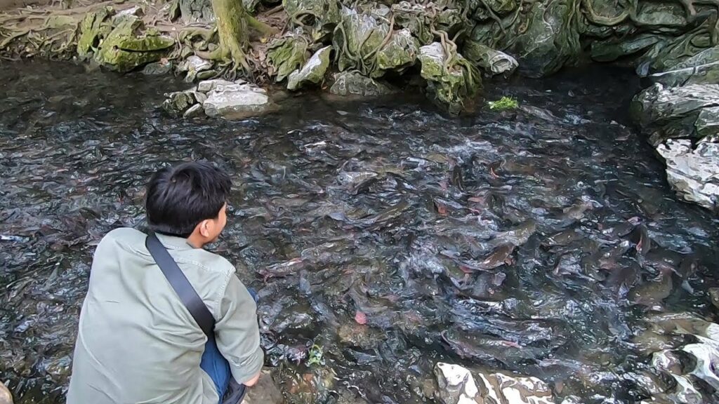 Cam Luong Fish Stream- The Stream of “Holy Fish” - Vietnam Travel Online
