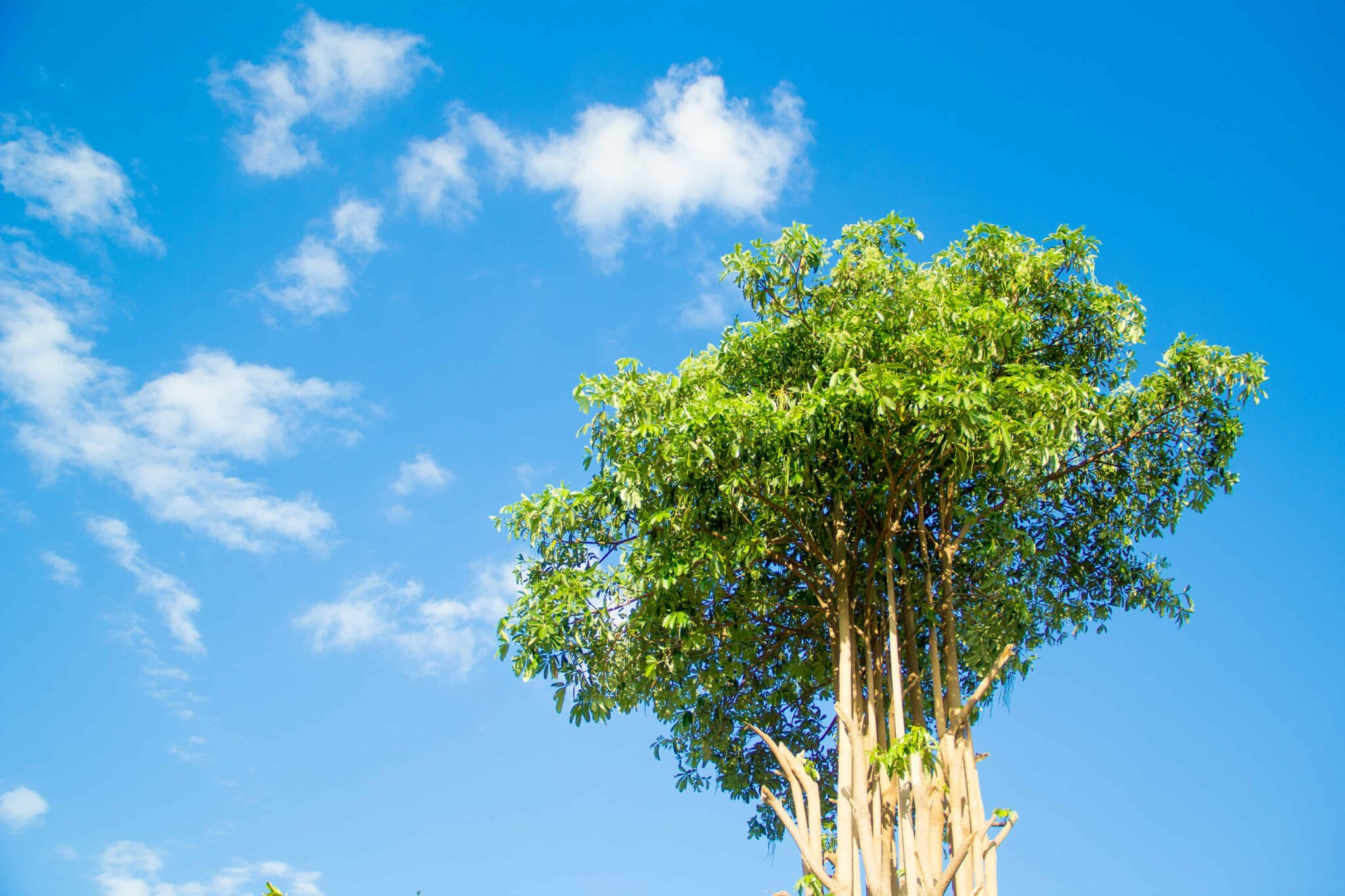 Trees in Vietnam: Awesome trees to know and see in Vietnam - Vietnam ...